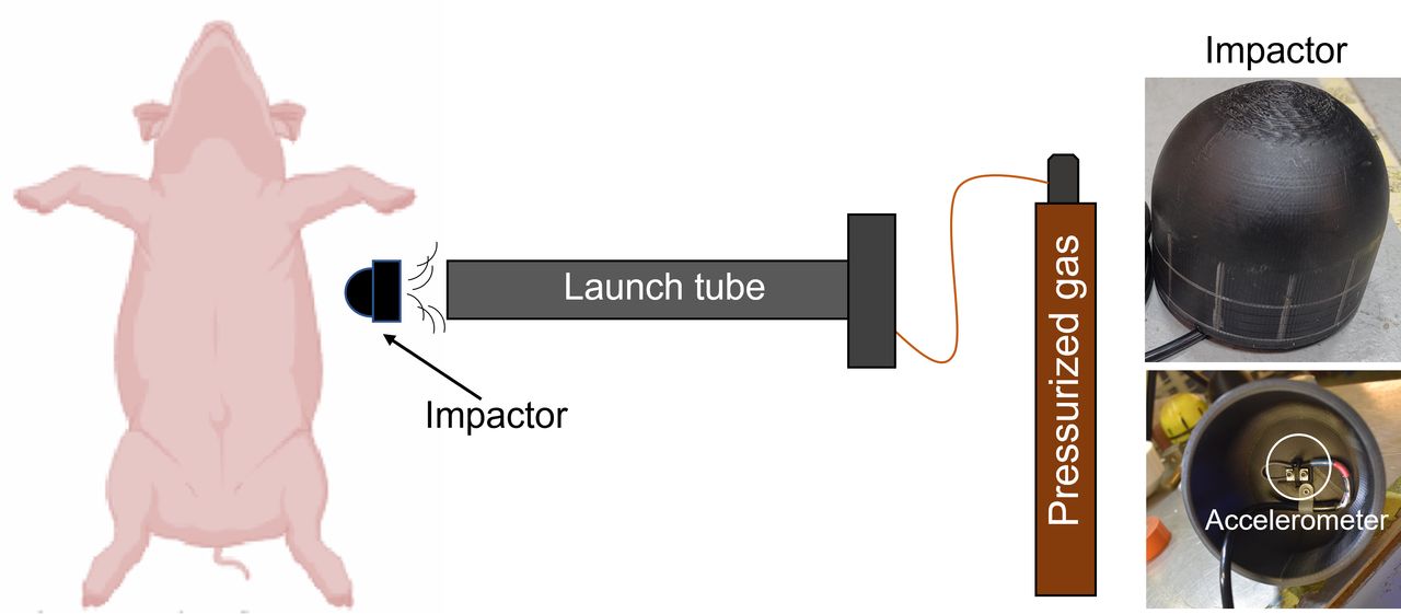 Matched-pair hybrid test paradigm for behind armor blunt trauma using ...